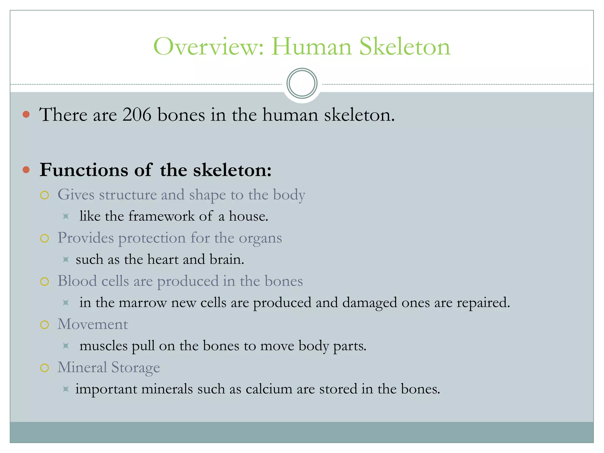 Human skeleton. | PPT