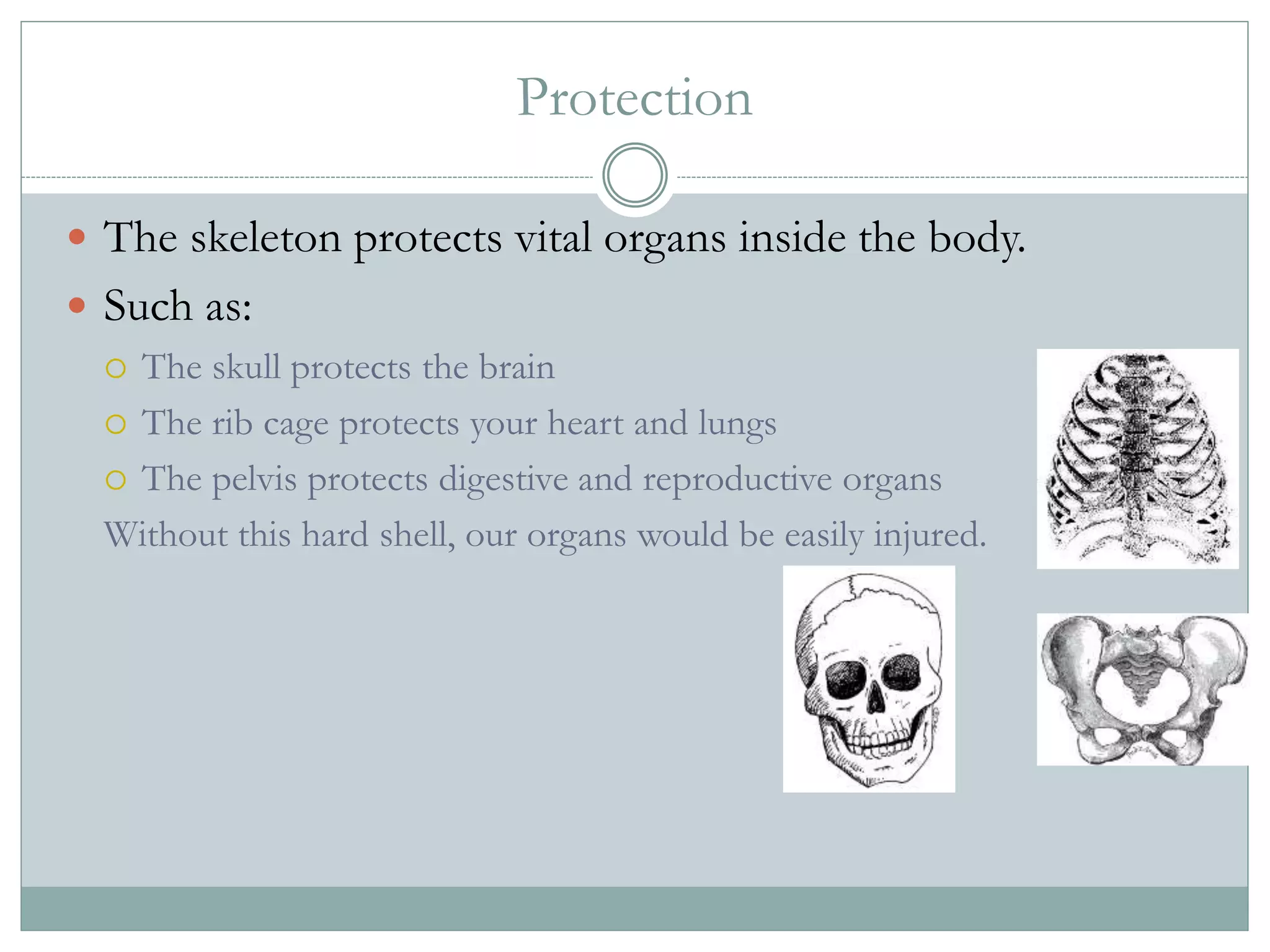 Human skeleton. | PPT
