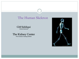 Human skeleton. | PPT