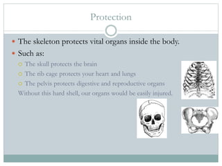 Human skeleton. | PPT