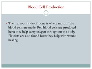 Human skeleton. | PPT