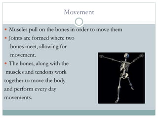 Human skeleton. | PPT