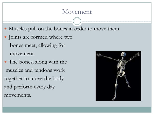 Human skeleton. | PPT