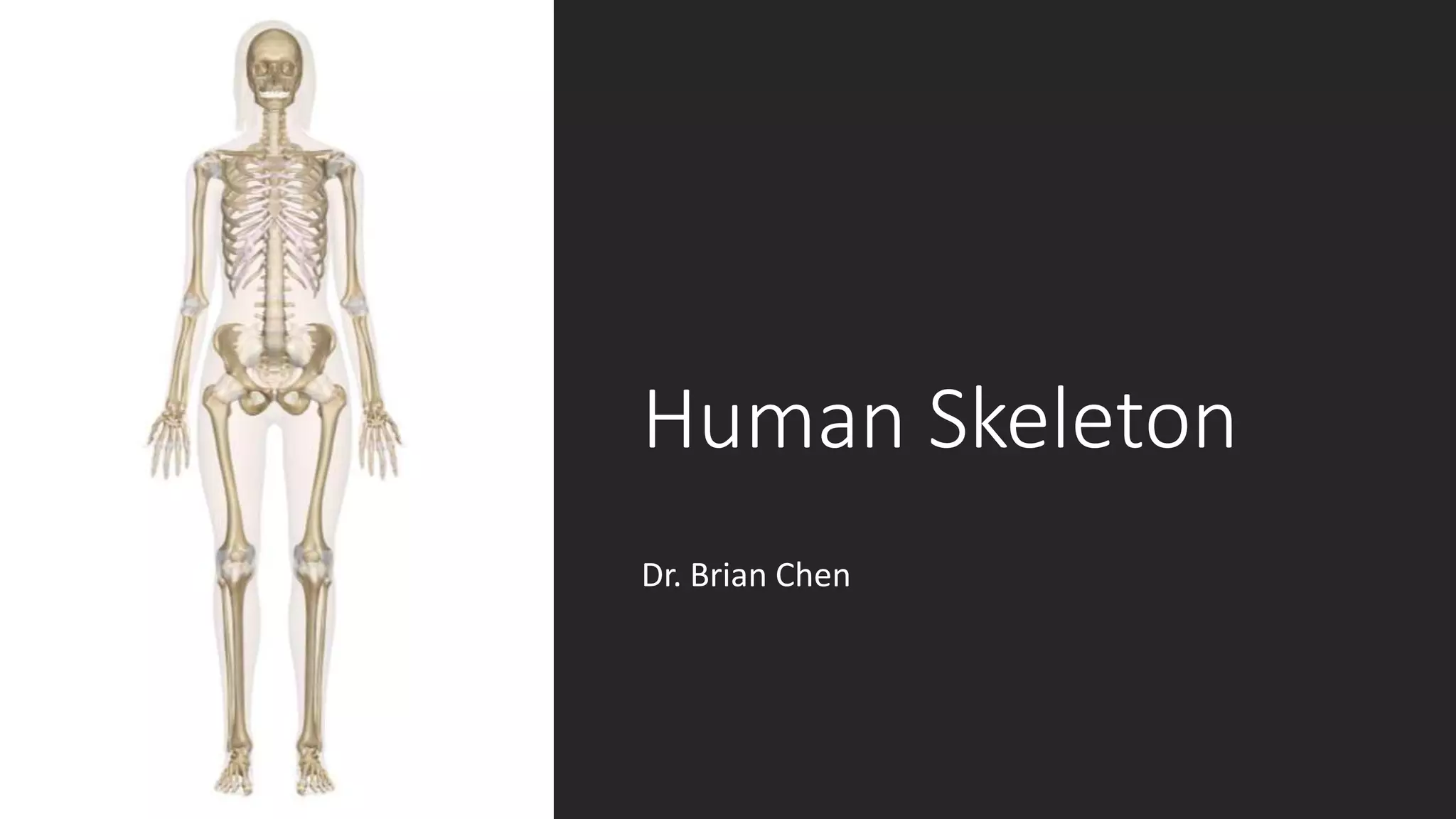 Human skeleton | PPTX