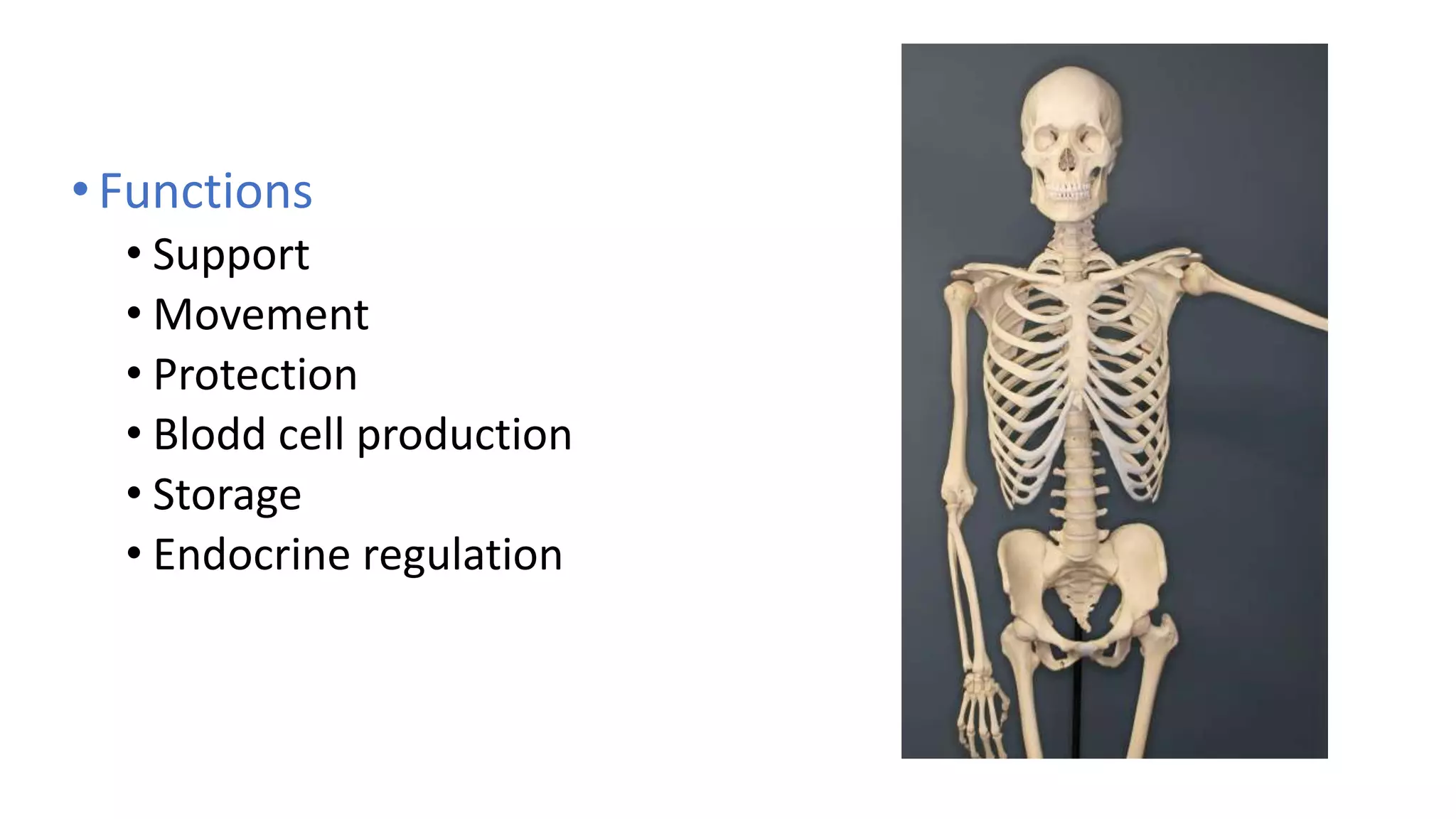 Human skeleton | PPTX