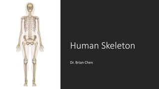 Human skeleton | PPTX