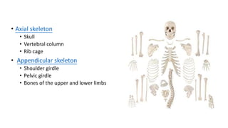 Human skeleton | PPTX