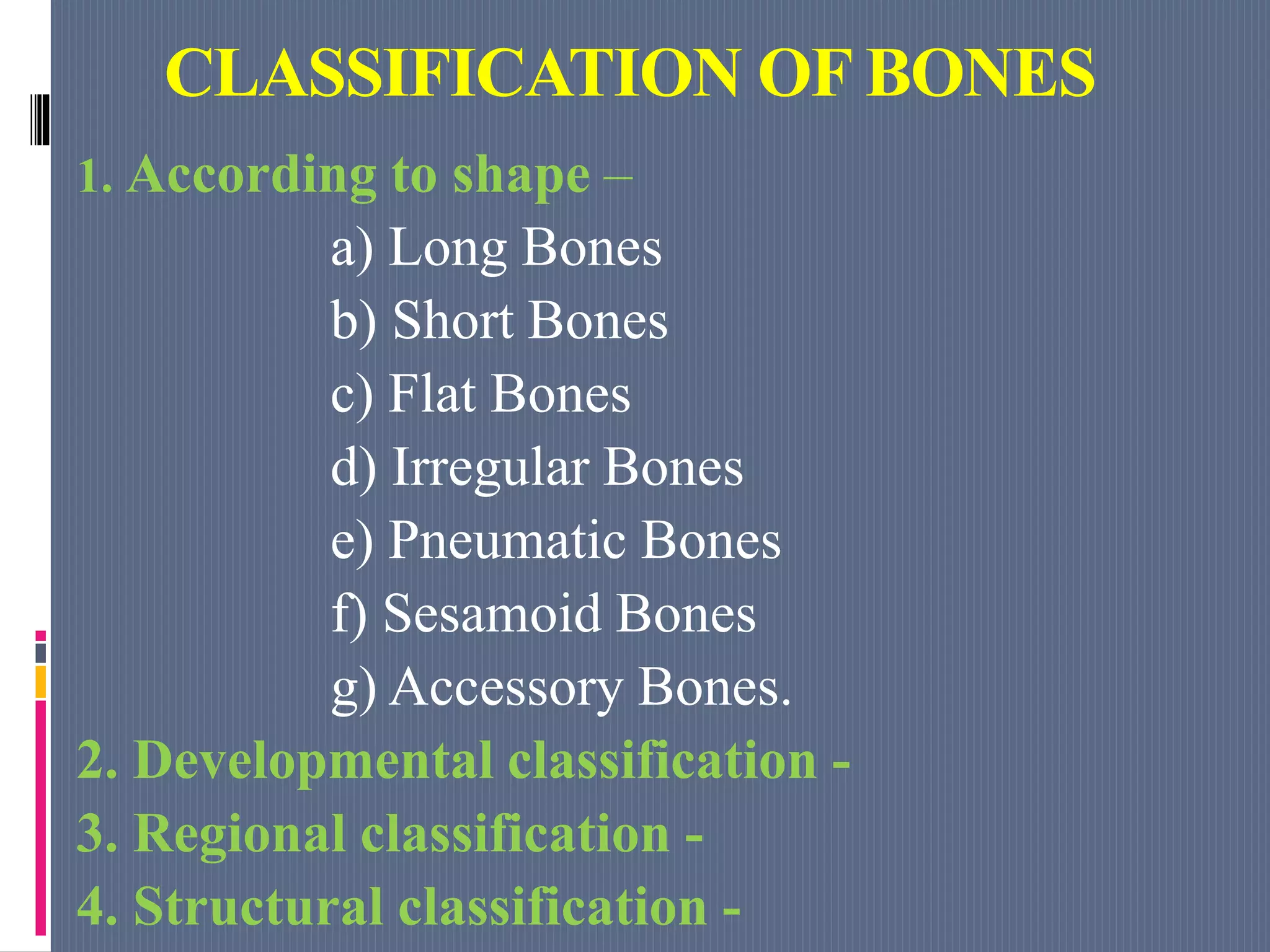 Human skeleton | PPT