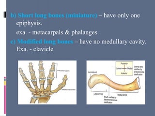 Human skeleton | PPT