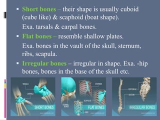 Human skeleton | PPT