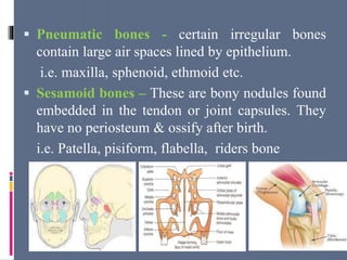 Human skeleton | PPT