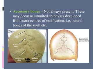 Human skeleton | PPT
