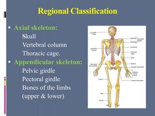 Human skeleton | PPT