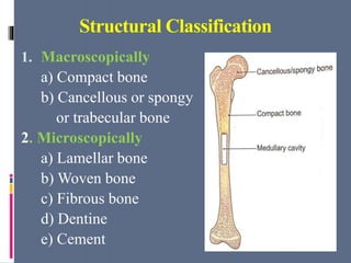 Human skeleton | PPT