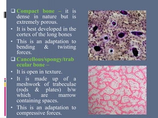 Human skeleton | PPT