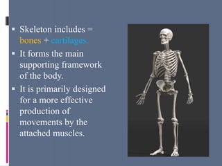 Human skeleton | PPT