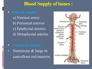 Human skeleton | PPT