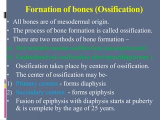 Human skeleton | PPTX