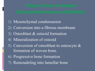 Human skeleton | PPT