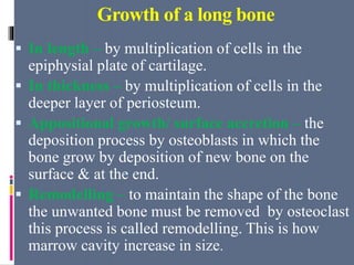 Human skeleton | PPT