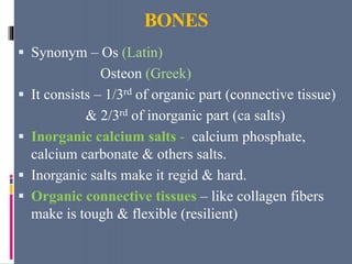 Human skeleton | PPTX