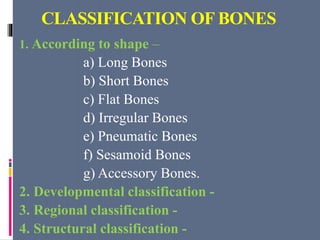 Human skeleton | PPT