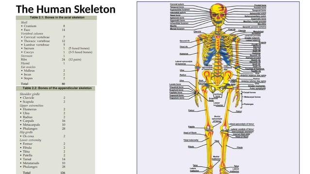 Human Skeleton Presentaion by Dr Mwanga.pptx
