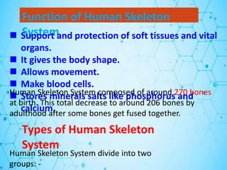 Human Skeleton-WPS Office.pptx