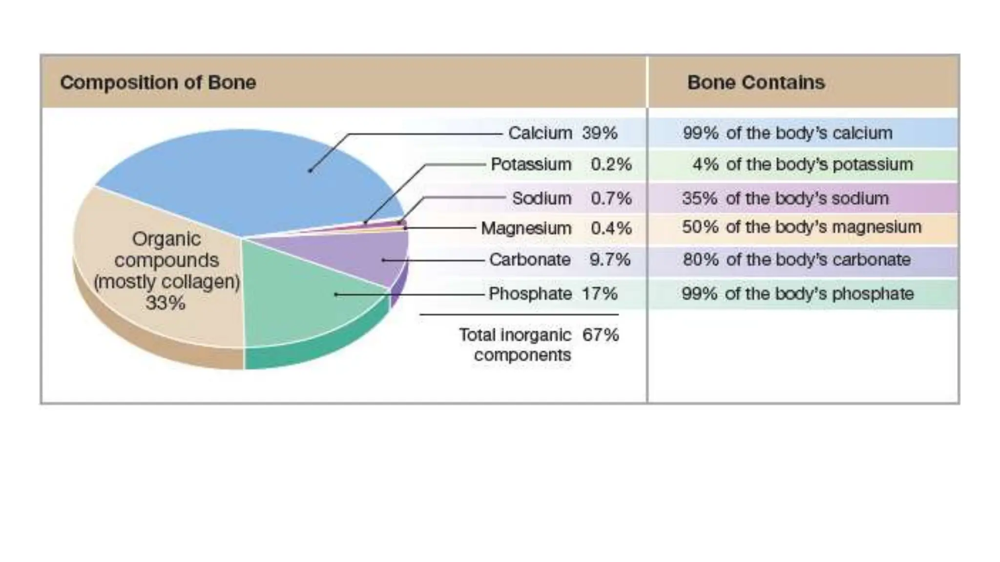 Human skeleton pptx. Punjab cuvas bhawalpur | PPTX