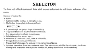 Human skeleton pptx. Punjab cuvas bhawalpur | PPTX