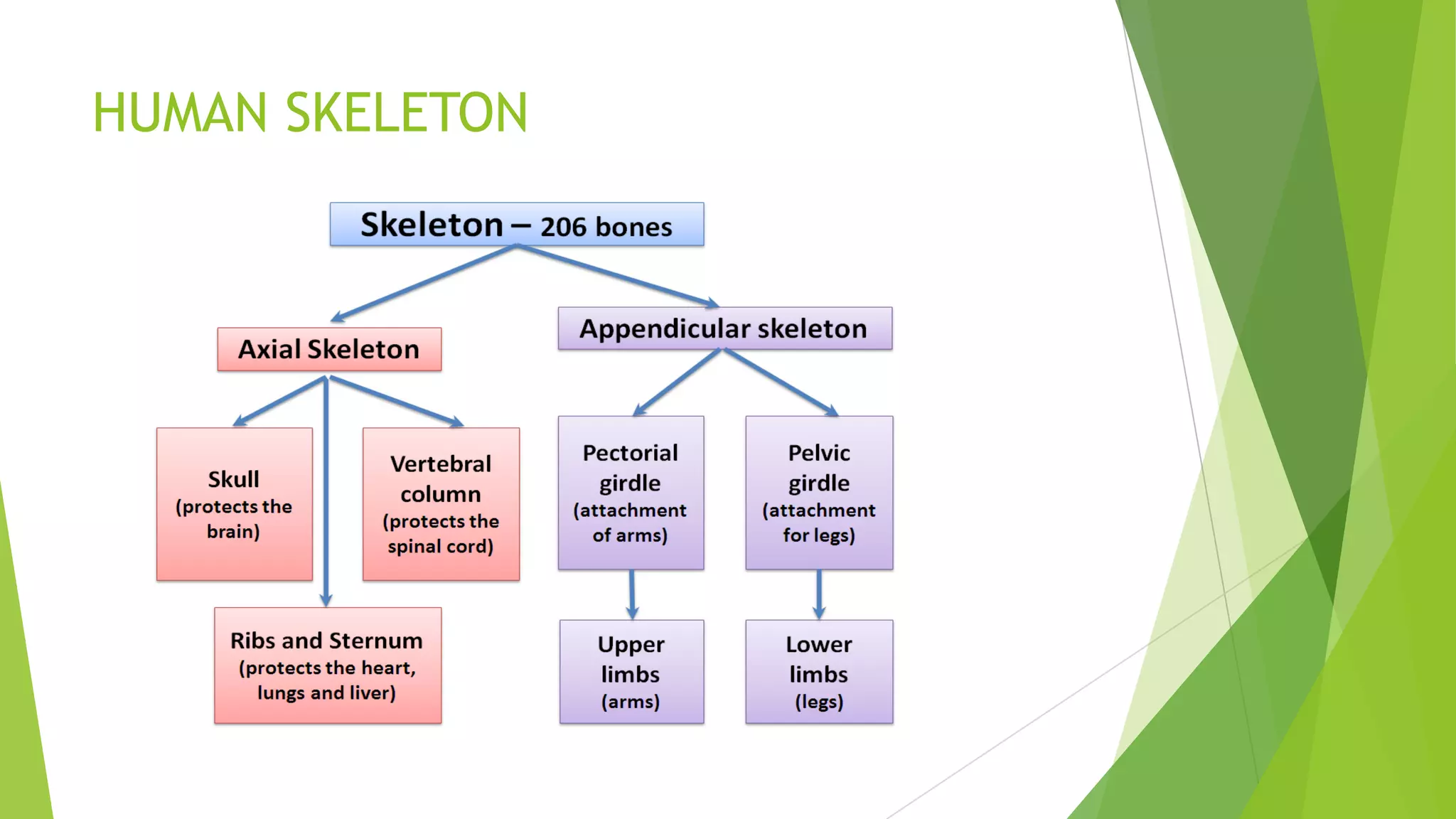 Human skeleton and types of bones | PPTX