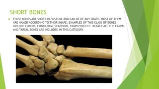 Human skeleton and types of bones | PPTX