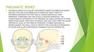 Human skeleton and types of bones | PPTX