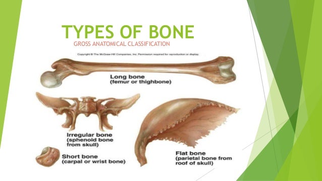 Human skeleton and types of bones