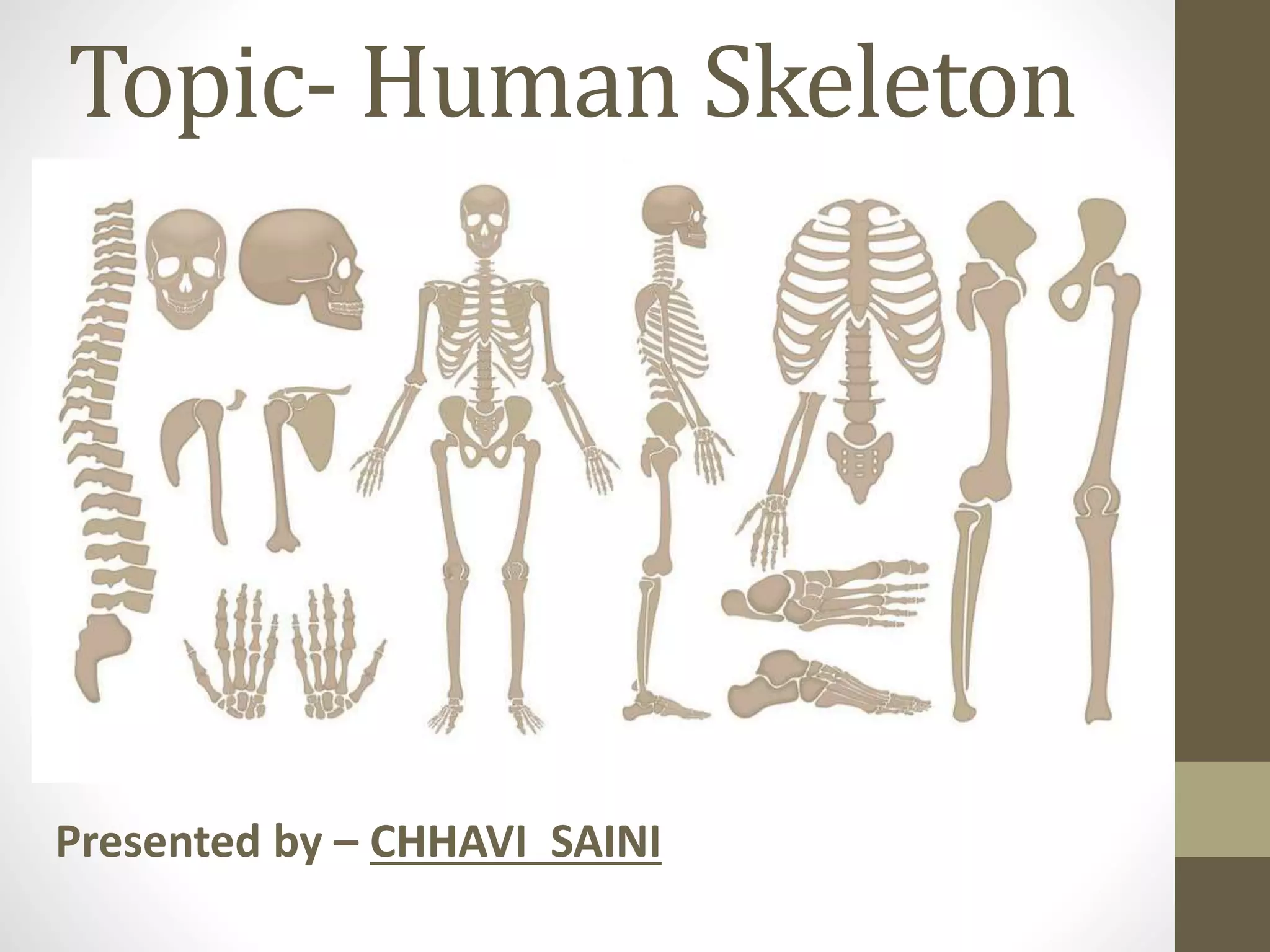 Human skeleton | PPT
