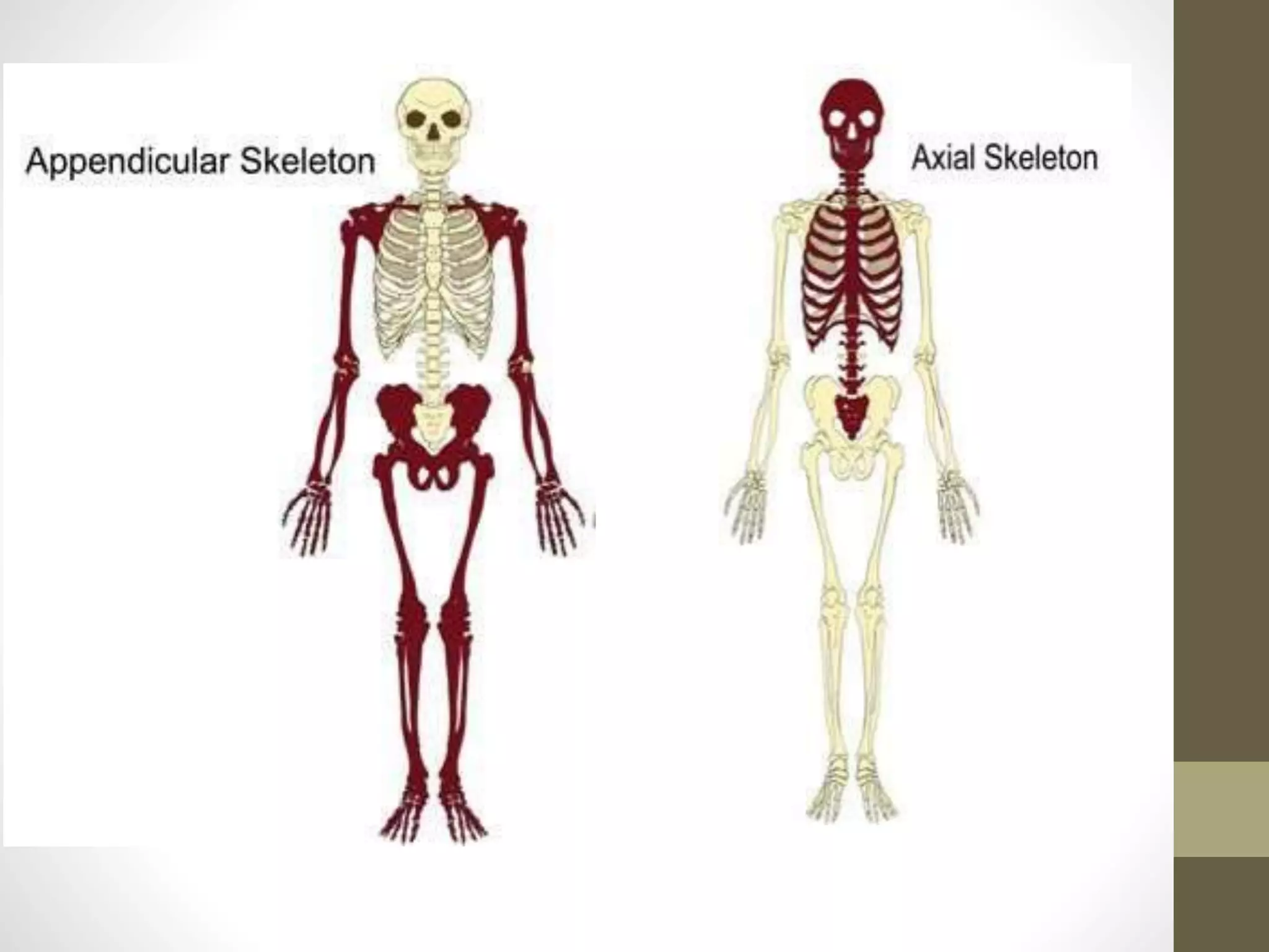 Human skeleton | PPT