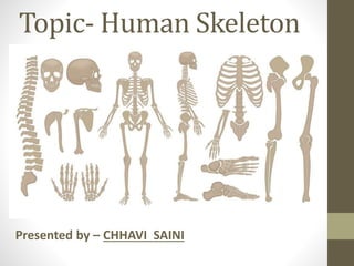 Human skeleton | PPT