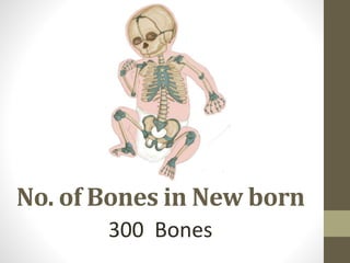 Human skeleton | PPT