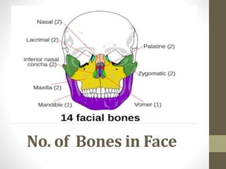 Human skeleton | PPT