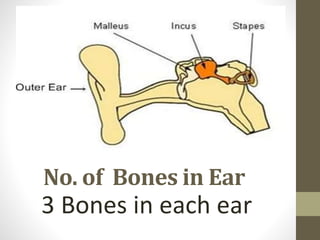 Human skeleton | PPT
