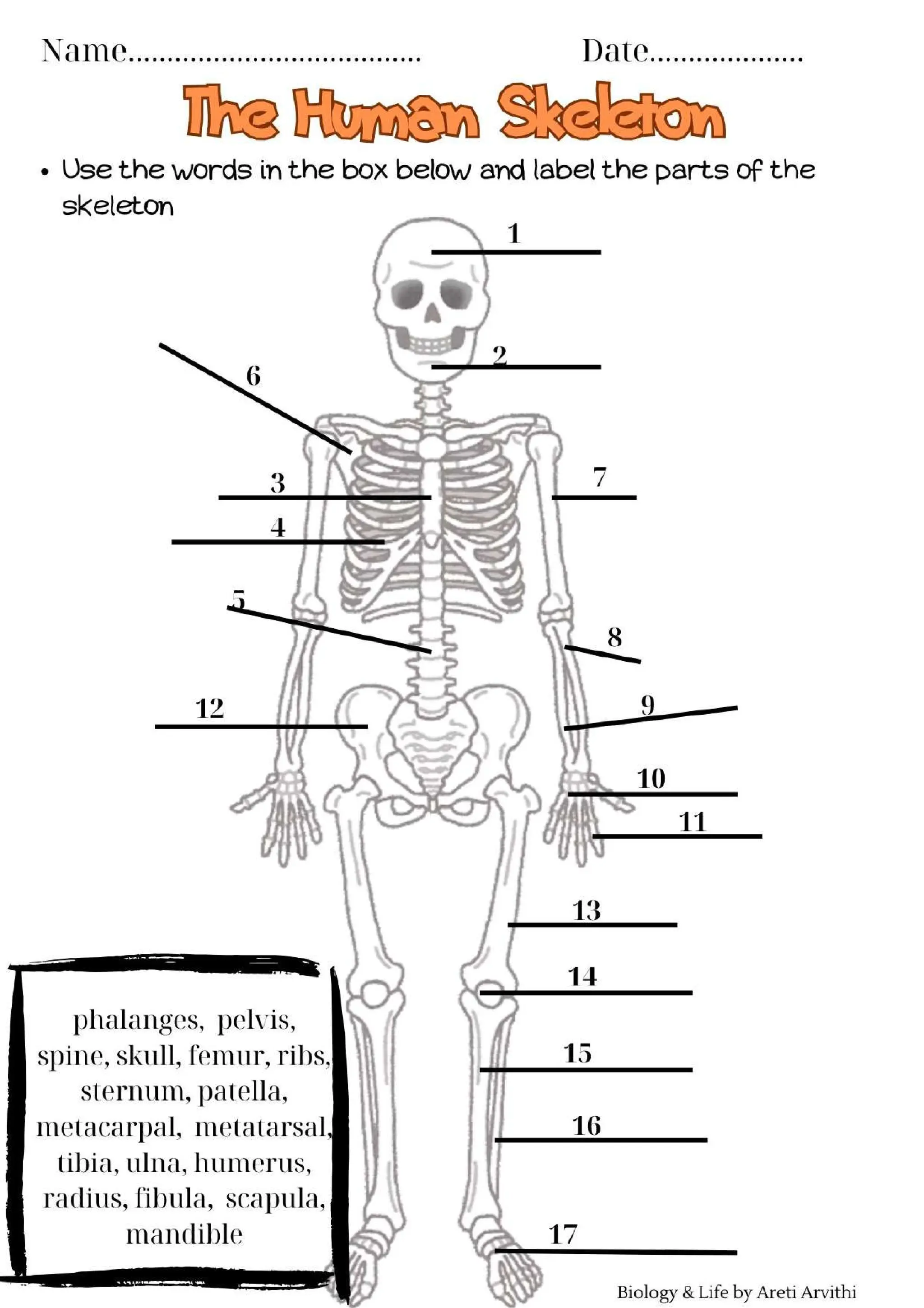 Human Skeleton Labeled Worksheet. The skeletal system.pdf | Bone and Joint Conditions | Diseases ...
