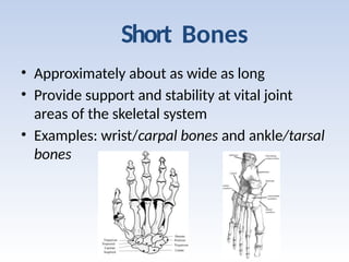 anatomy and physiology of human skeleton systempptx | PPTX