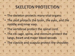 Human skeleton system | PPTX