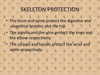 Human skeleton system | PPTX