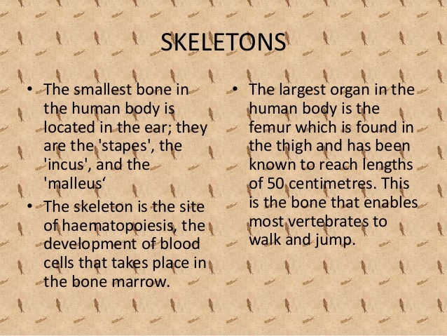 Human skeleton system