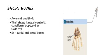 Human Skeleton System an Introduction of bones | PPT