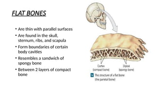 Human Skeleton System an Introduction of bones | PPT