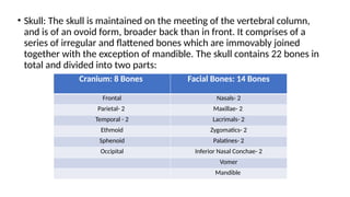 Human Skeleton System an Introduction of bones | PPTX
