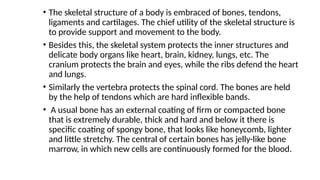 Human Skeleton System an Introduction of bones | PPTX