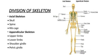 Human Skeleton System an Introduction of bones | PPT